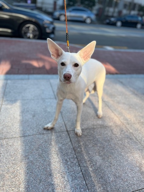 믹스견 니나 애완견성격 반려견성격 소형견크기 중형견크기 미니비숑프리제크기 토이푸들크기 골든리트리버크기 래브라도리트리버크기 닥스훈트크기 도베르만크기 말티치크기 말티폼크기 보더