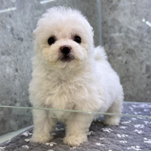 비숑프리제 또리 유기견입양 유기묘입양 강아지입양 소형견입양 중형견입양 대형견입양 말티즈입양 말티푸입양 비숑프리제입양 미니비숑프리제입양 포메라니안입양 푸들입양 골든리트리버입양