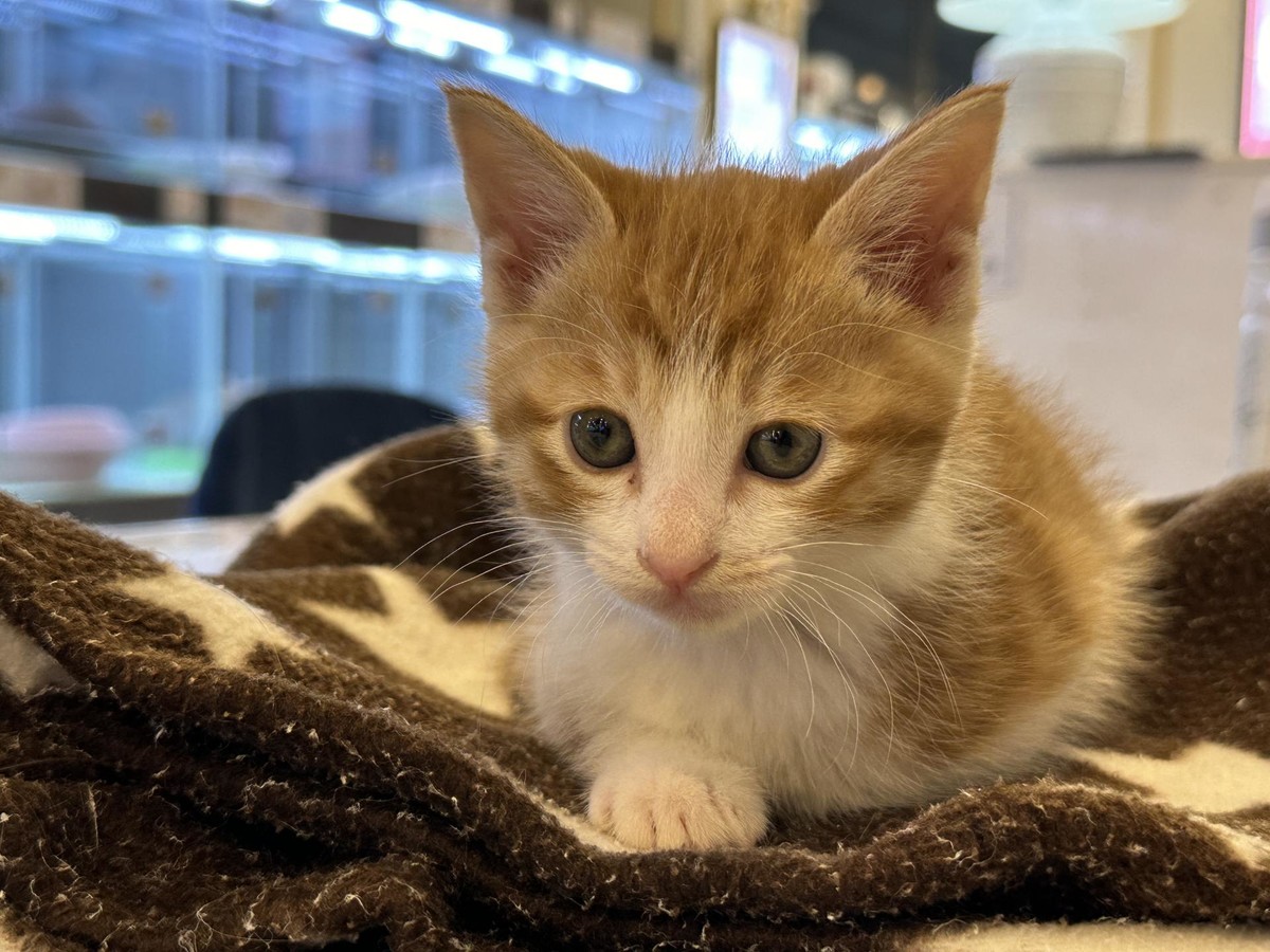 코리안숏헤어 밤비 대형견책임분양 미니비숑프리제책임분양 토이푸들책임분양 골든리트리버책임분양 래브라도리트리버책임분양 닥스훈트책임분양 도베르만책임분양 말티치책임분양 말티폼책임분양