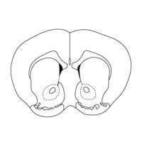 Mouse brain (coronal, basal forebrain ) : INFOGRAPHY (인포그라피)