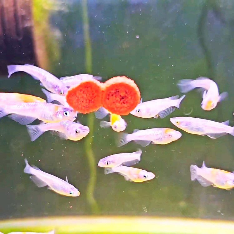 삼색라메 메다카 [ Tricolor lame medaka ] : 백경수족관