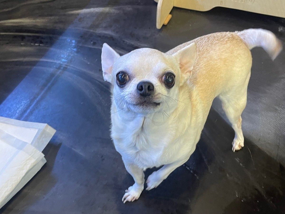 단모치와와 동백이 애완견성격 반려견성격 소형견크기 중형견크기 미니비숑프리제크기 토이푸들크기 골든리트리버크기 래브라도리트리버크기 닥스훈트크기 도베르만크기 말티치크기 말티폼크기