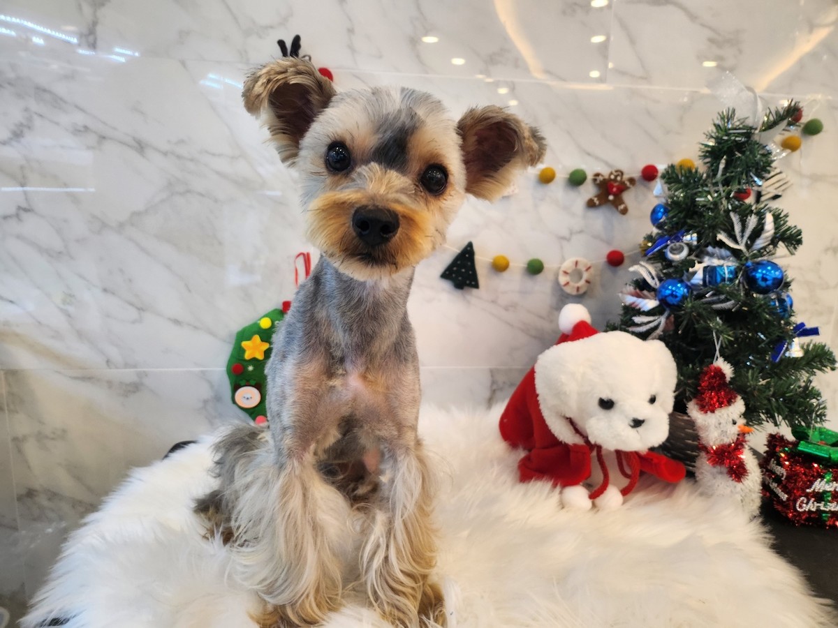 요크셔테리어 짱구 엑조틱크기 터키시앙고라크기 페르시안크기 하이랜드폴드크기 애완견크기 반려견크기 소형견무료입양사이트 중형견무료입양사이트 대형견무료입양사이트 미니비숑프리제무료