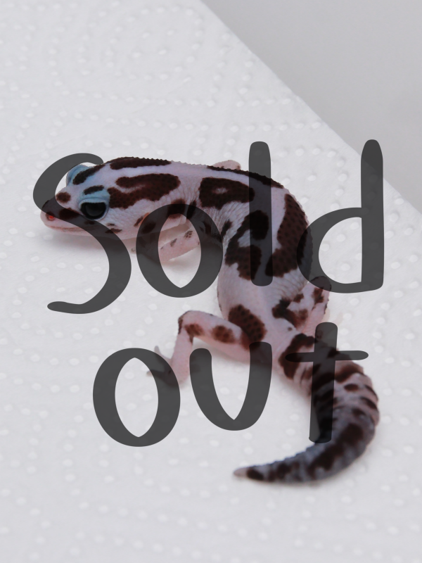 Whiteout Oreo Zero (Het Ghost,Low Pattern Quality) (C384🚺) : 칵테일샵 ...