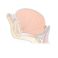 Male (Bladder and urethra, lateral) : INFOGRAPHY (인포그라피)