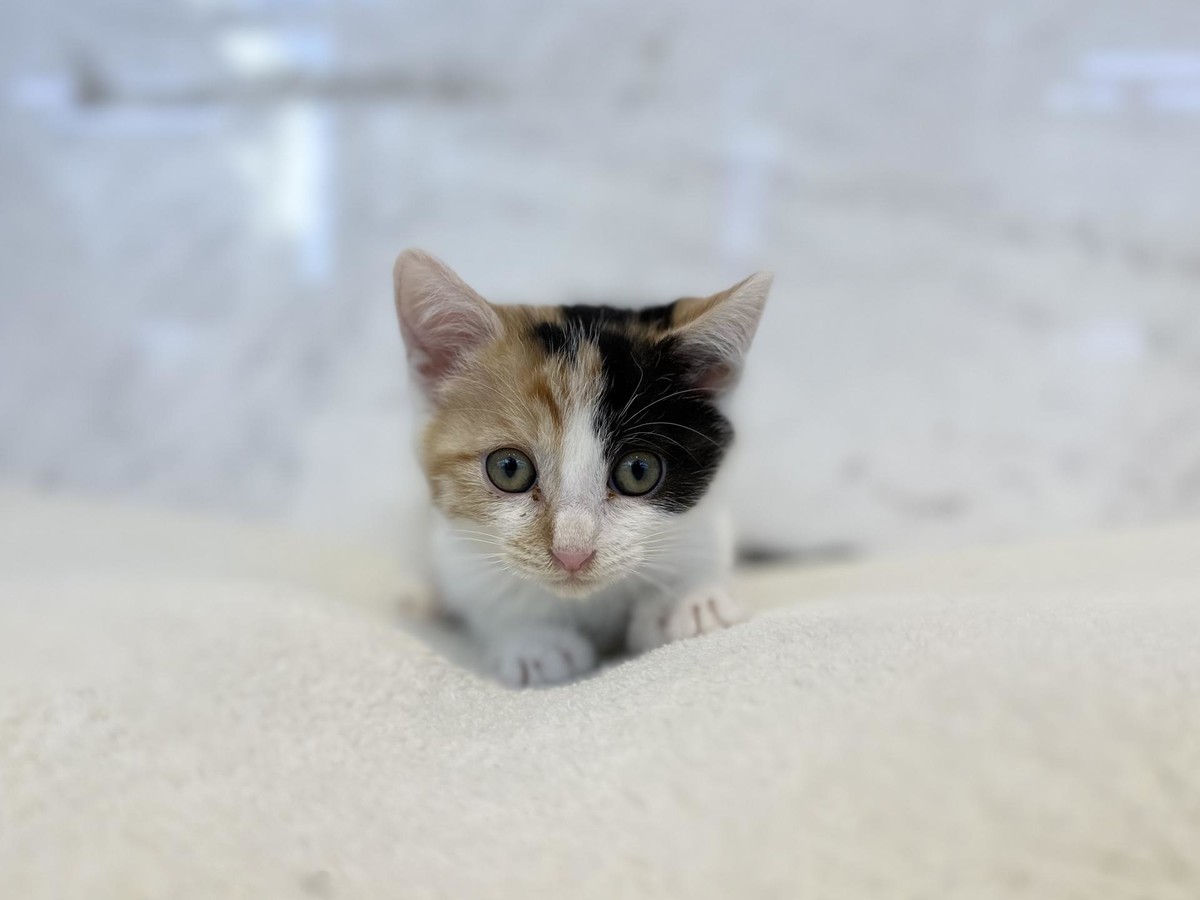 코리안숏헤어 영식이 사모예드책임분양 스피츠책임분양 시바견책임분양 시베리안허스키책임분양 시츄책임분양 요크셔테리어책임분양 웰시코기책임분양 이탈리아그레이하운드책임분양 치와와책임