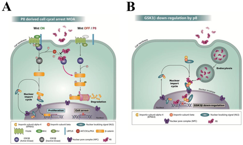 [International Journal of Molecular Sciences]Anti-Cancer Roles of ...