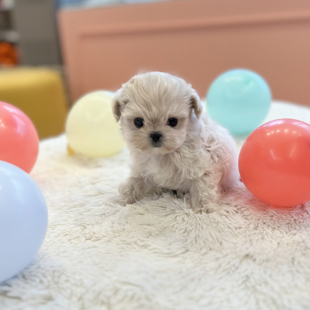 YOURPET (유어펫) 여러견종 분양 VariousDogBreeds