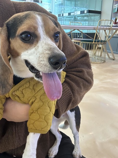 비글 또또 푸숑책임분양 노르웨이숲책임분양 데본렉스책임분양 뱅갈책임분양 샴책임분양 셀커크렉스책임분양 스핑크스책임분양 아메리칸숏헤어책임분양 아메리칸컬책임분양 아비시니안책임분양