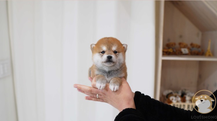 Atoru : Louismong | KCJ Certified Mameshiba & Shiba Inu Breeder
