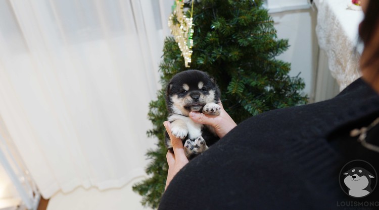 Rito : Louismong | KCJ Certified Mameshiba & Shiba Inu Breeder