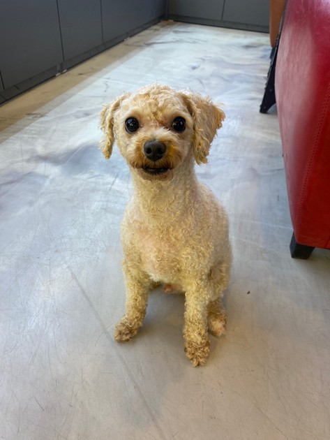 토이푸들 민수 래브라도리트리버입양 닥스훈트입양 도베르만입양 말티치입양 말티폼입양 빠삐용입양 사모예드입양 스피츠입양 시바견입양 시베리안허스키입양 시츄입양 요크셔테리어입양