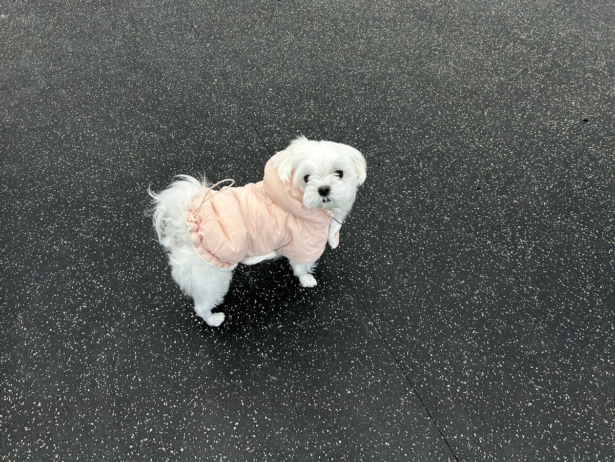 말티즈 엄지 유기묘무료입양사이트 비숑프리제파양 포메라니안파양 말티즈파양 말티푸파양 푸들파양 먼치킨파양 랙돌파양 브리티쉬숏헤어파양 스코티쉬폴드파양 러시안블루파양 강아지파양