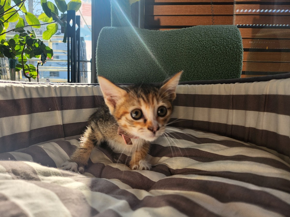 코리안숏헤어 파랑 말티즈크기 말티푸크기 푸들크기 먼치킨크기 랙돌크기 브리티쉬숏헤어크기 스코티쉬폴드크기 러시안블루크기 강아지크기 고양이크기 유기견임시보호 유기묘임시보호 강아지