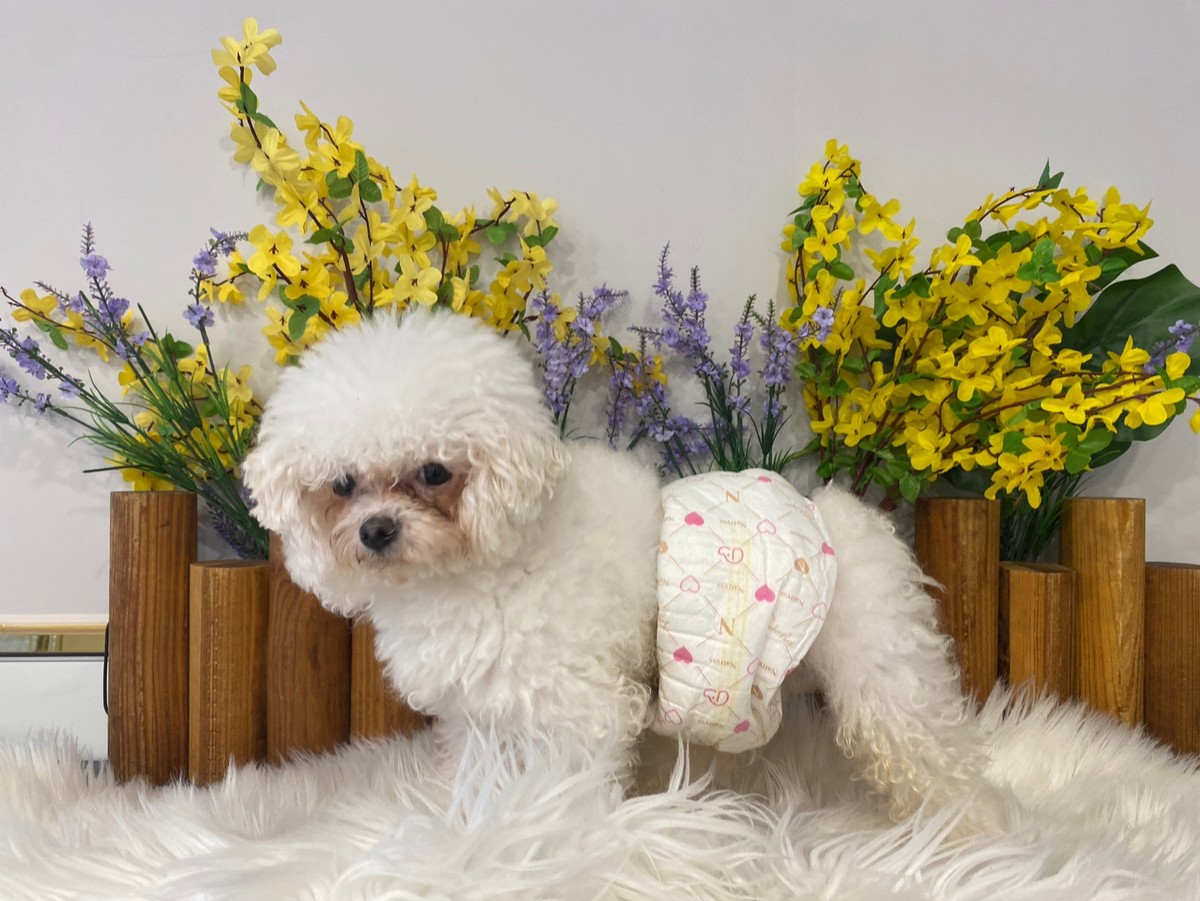 푸들 후루 엑조틱크기 터키시앙고라크기 페르시안크기 하이랜드폴드크기 애완견크기 반려견크기 소형견무료입양사이트 중형견무료입양사이트 대형견무료입양사이트 미니비숑프리제무료입양사이트