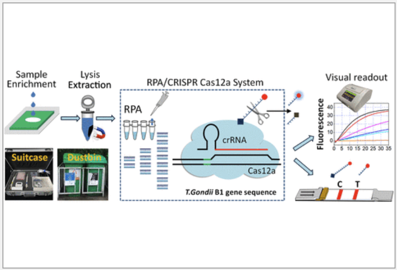 RPA/CRISPR/Cas12a-Based On-Site and Rapid Nucleic Acid Detection of ...