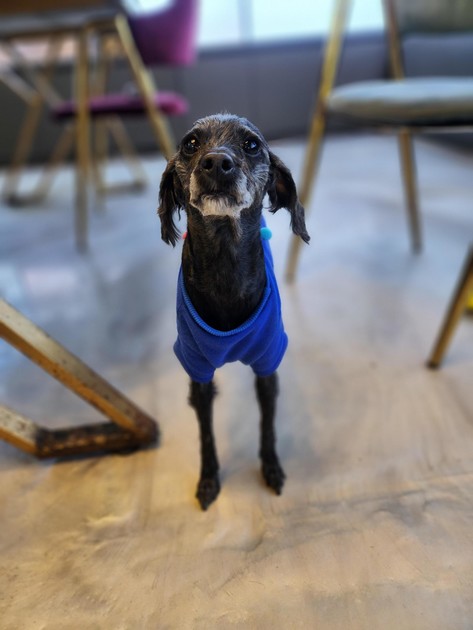 믹스견 앙꼬 엑조틱크기 터키시앙고라크기 페르시안크기 하이랜드폴드크기 애완견크기 반려견크기 소형견무료입양사이트 중형견무료입양사이트 대형견무료입양사이트 미니비숑프리제무료입양