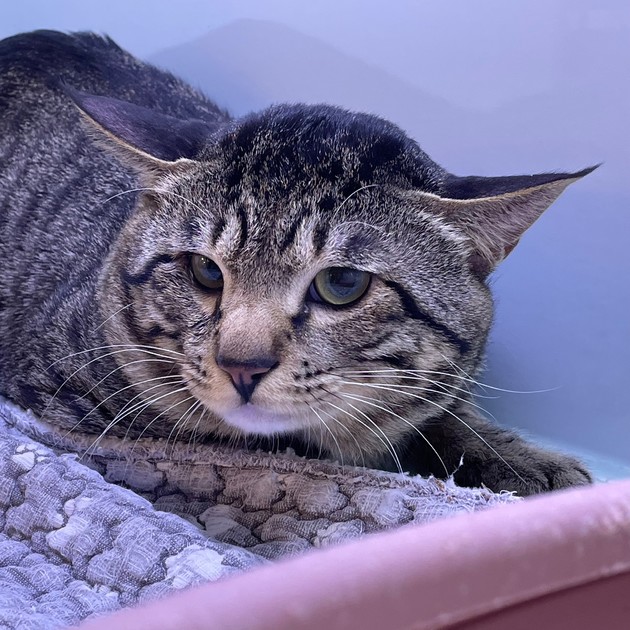 코리안숏헤어 야옹이 대형견책임분양 미니비숑프리제책임분양 토이푸들책임분양 골든리트리버책임분양 래브라도리트리버책임분양 닥스훈트책임분양 도베르만책임분양 말티치책임분양 말티폼책임