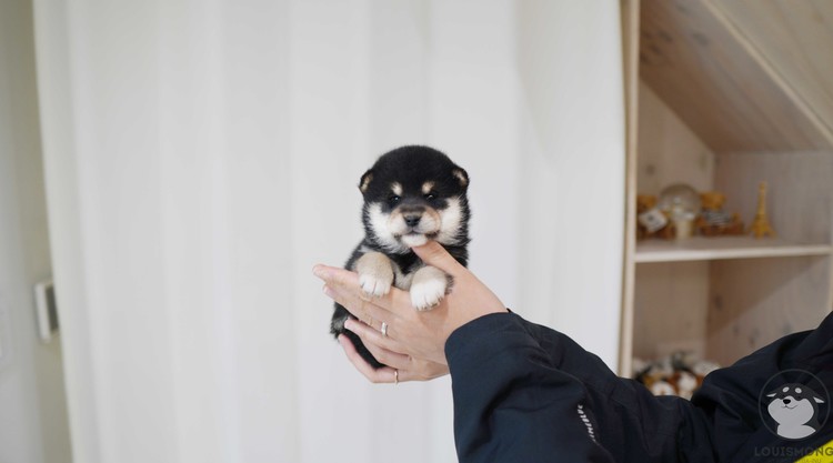 Narito : Louismong | KCJ Certified Mameshiba & Shiba Inu Breeder