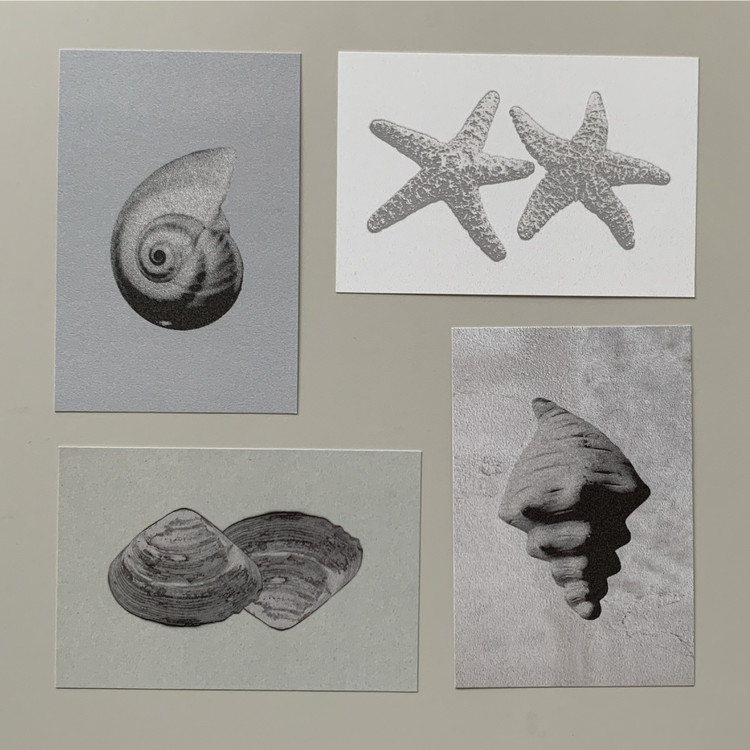 Ocean Card (4EA) : monthday