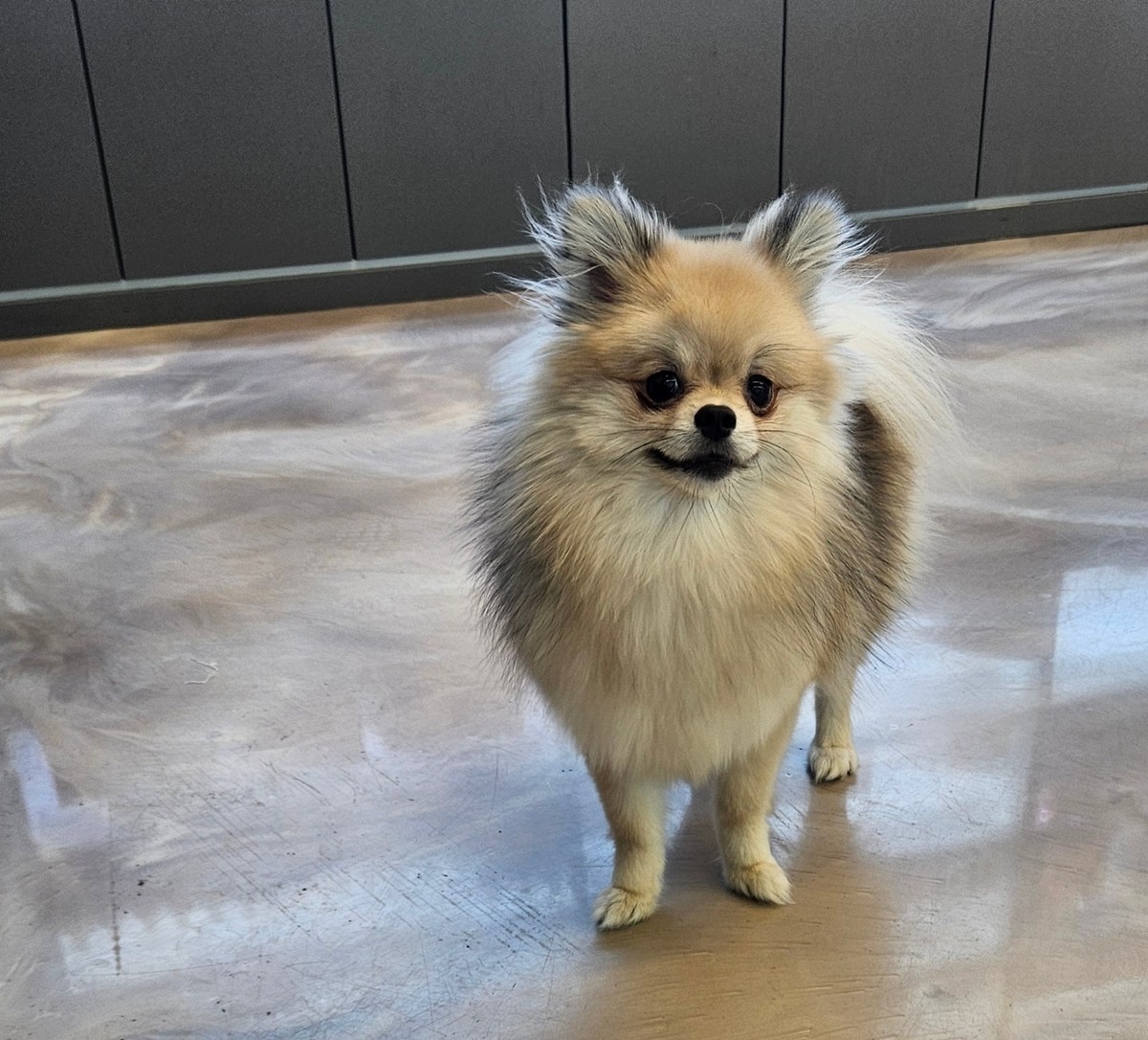 포메라니안 콩이 애완견성격 반려견성격 소형견크기 중형견크기 미니비숑프리제크기 토이푸들크기 골든리트리버크기 래브라도리트리버크기 닥스훈트크기 도베르만크기 말티치크기 말티폼크기