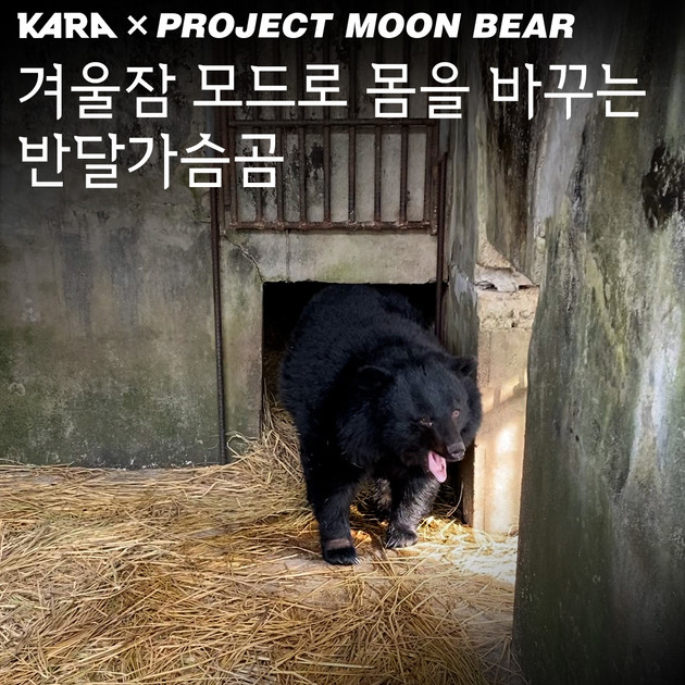 겨울잠 모드로 몸을 바꾸는 반달가슴곰 : 곰 보금자리 프로젝트 : Project Moon Bear