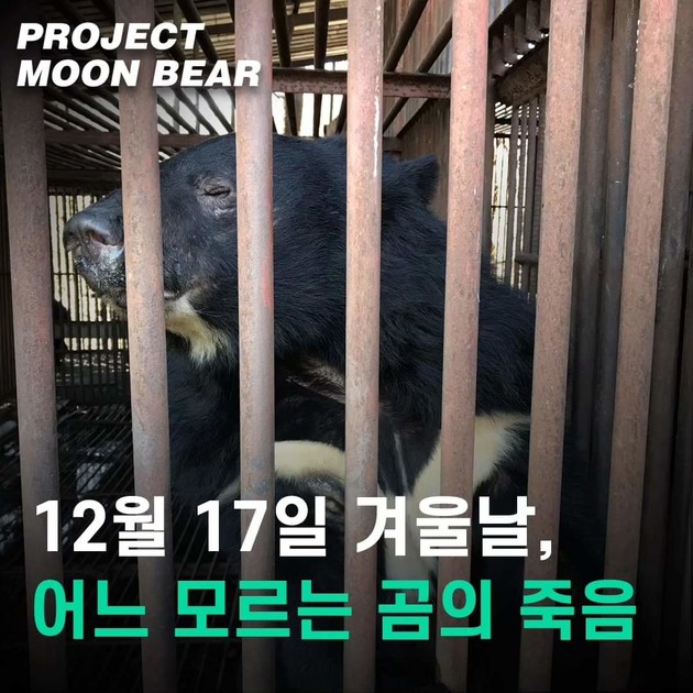 12월 17일 겨울날, 어느 모르는 곰의 죽음 : 곰 보금자리 프로젝트 : Project Moon Bear