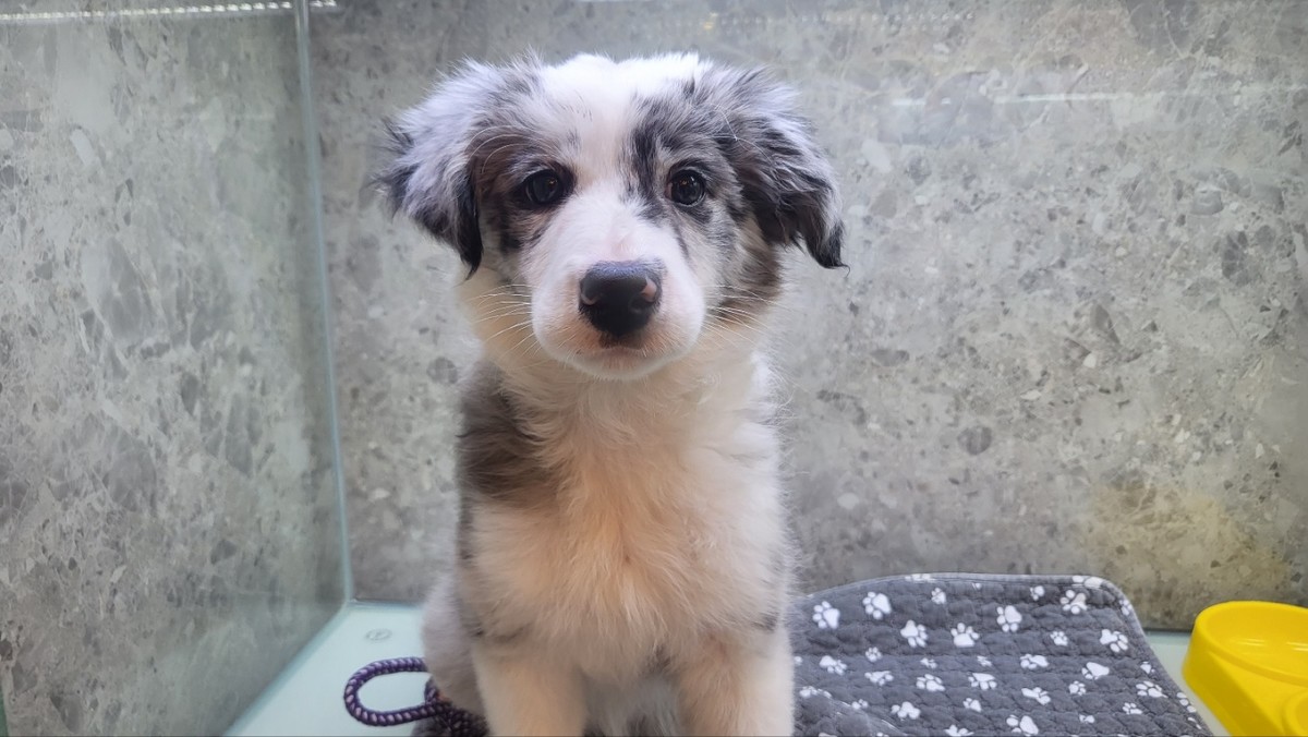 보더콜리 젤리 치와와키우는방법 코카스파니엘키우는방법 폼스키키우는방법 폼치키우는방법 폼피츠키우는방법 푸숑키우는방법 노르웨이숲키우는방법 뱅갈키우는방법 샴키우는방법 셀커크렉스