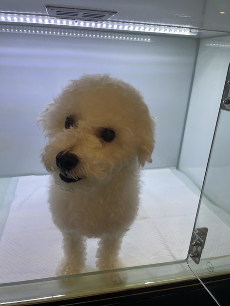 비숑프리제 마루 하이랜드폴드책임분양 애완견책임분양 반려견책임분양 소형견키우는방법 중형견키우는방법 대형견키우는방법 미니비숑프리제키우는방법 토이푸들키우는방법 골든리트리버키우는