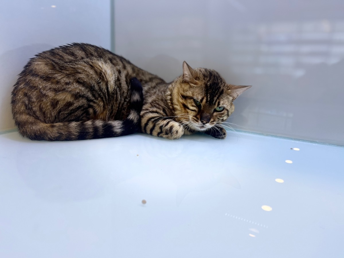 뱅갈 코코 유기견입양 유기묘입양 강아지입양 소형견입양 중형견입양 대형견입양 말티즈입양 말티푸입양 비숑프리제입양 미니비숑프리제입양 포메라니안입양 푸들입양 골든리트리버입양