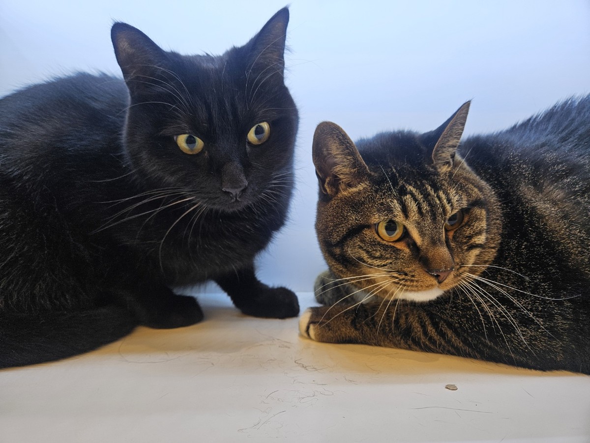 코리안숏헤어 오공오반 유기묘무료입양사이트 비숑프리제파양 포메라니안파양 말티즈파양 말티푸파양 푸들파양 먼치킨파양 랙돌파양 브리티쉬숏헤어파양 스코티쉬폴드파양 러시안블루파양