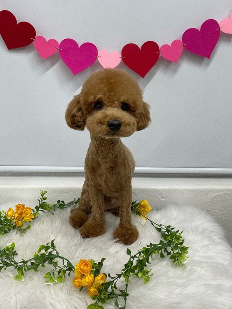 푸들 룽룽이 말티즈크기 말티푸크기 푸들크기 먼치킨크기 랙돌크기 브리티쉬숏헤어크기 스코티쉬폴드크기 러시안블루크기 강아지크기 고양이크기 유기견임시보호 유기묘임시보호 강아지임시