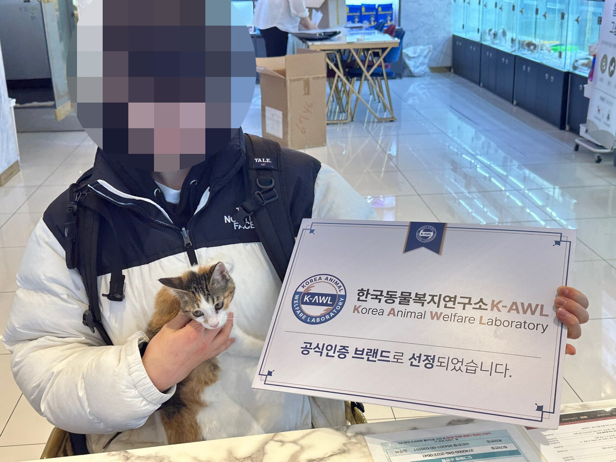 코리안숏헤어 낑깡 강아지책임분양 고양이책임분양 유기견책임분양 유기묘책임분양 연예인강아지분양하는곳 연예인고양이분양하는곳 골댕이무료분양 강아지입양보내기 고양이입양보내기 강아지