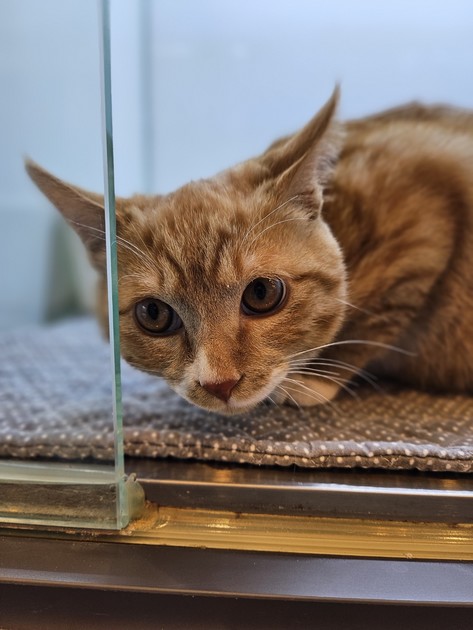 코리안숏헤어 누룽지 애완견성격 반려견성격 소형견크기 중형견크기 미니비숑프리제크기 토이푸들크기 골든리트리버크기 래브라도리트리버크기 닥스훈트크기 도베르만크기 말티치크기 말티폼