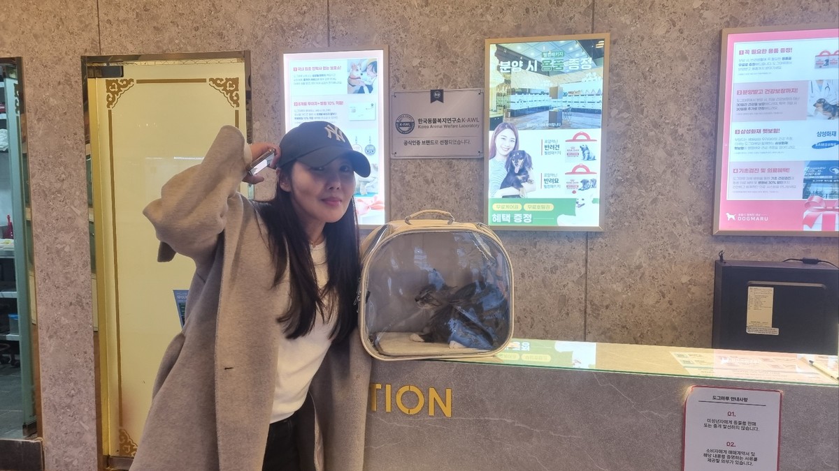 코리안숏헤어 순금이 샴입양 셀커크렉스입양 스코티쉬폴드입양 스핑크스입양 아메리칸숏헤어입양 아비시니안입양 터키시앙고라입양 페르시안입양 애완견입양 반려견입양 털빠짐없는소형견종류