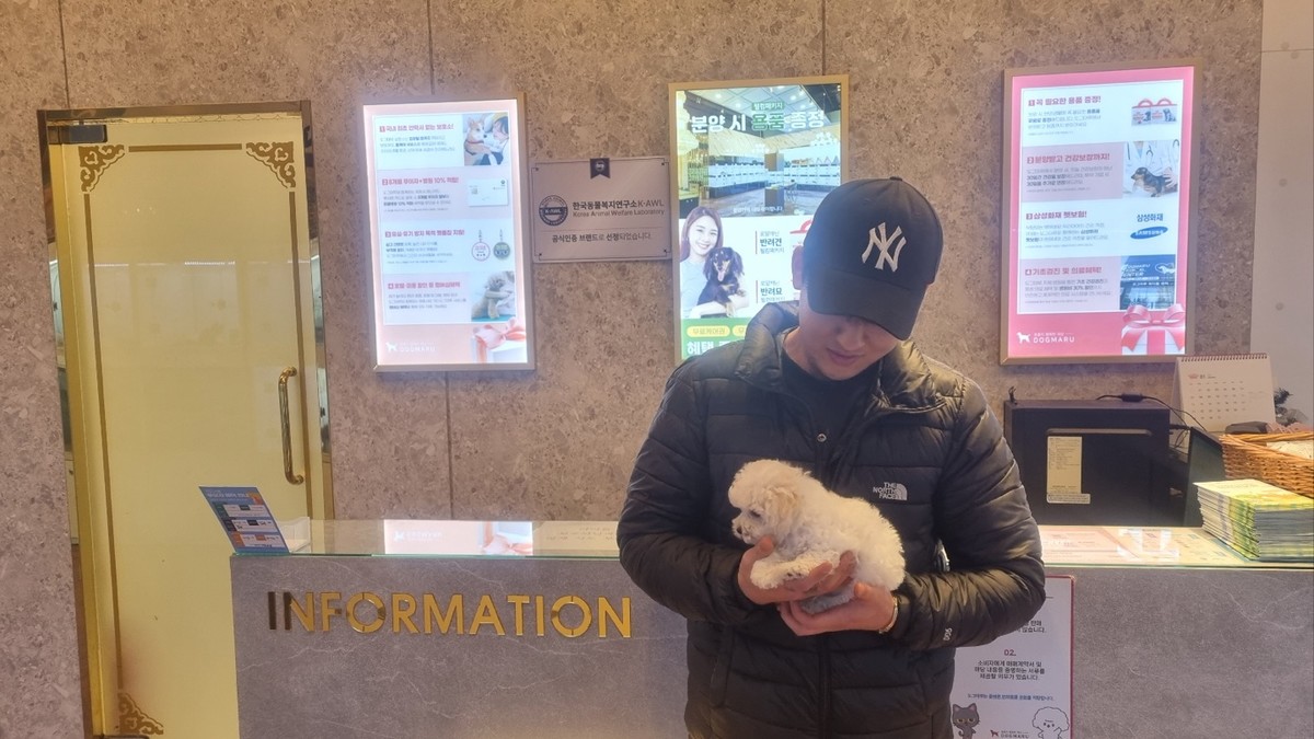 비숑프리제 옐로 래브라도리트리버입양 닥스훈트입양 도베르만입양 말티치입양 말티폼입양 빠삐용입양 사모예드입양 스피츠입양 시바견입양 시베리안허스키입양 시츄입양 요크셔테리어입양