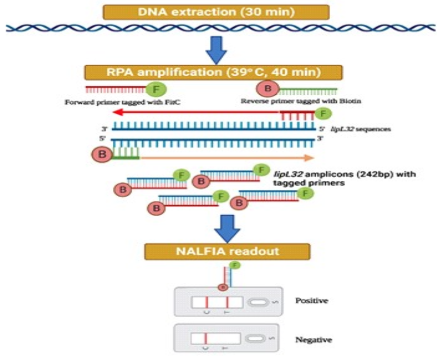 Detection of pathogenic Leptospira spp. by RPA-NALFIA targeting lipL32 ...