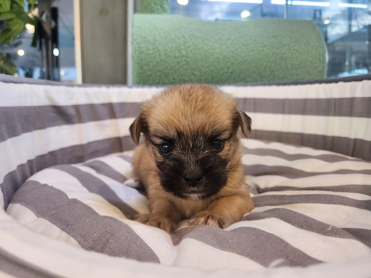 시츄믹스 만세 말티즈크기 말티푸크기 푸들크기 먼치킨크기 랙돌크기 브리티쉬숏헤어크기 스코티쉬폴드크기 러시안블루크기 강아지크기 고양이크기 유기견임시보호 유기묘임시보호 강아지임시