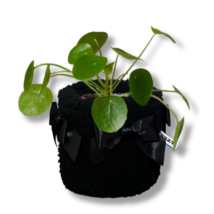Fuzzy pot_Ribbon_Black (Black) : 퍼지룸 fuzzyroom