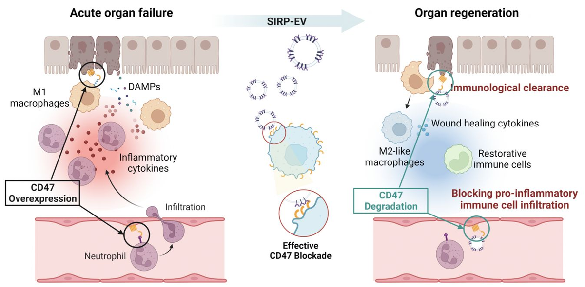SHIFTBIO's SIRP-EV achieved an Orphan Drug Designation(ODD) for Acute ...