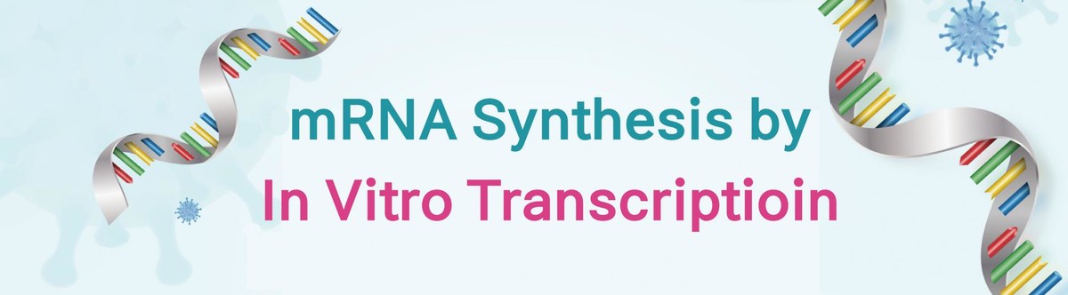 VectorBuilder의 IVT mRNA 제품을 소개합니다! : VectorBuilder 제품 소개