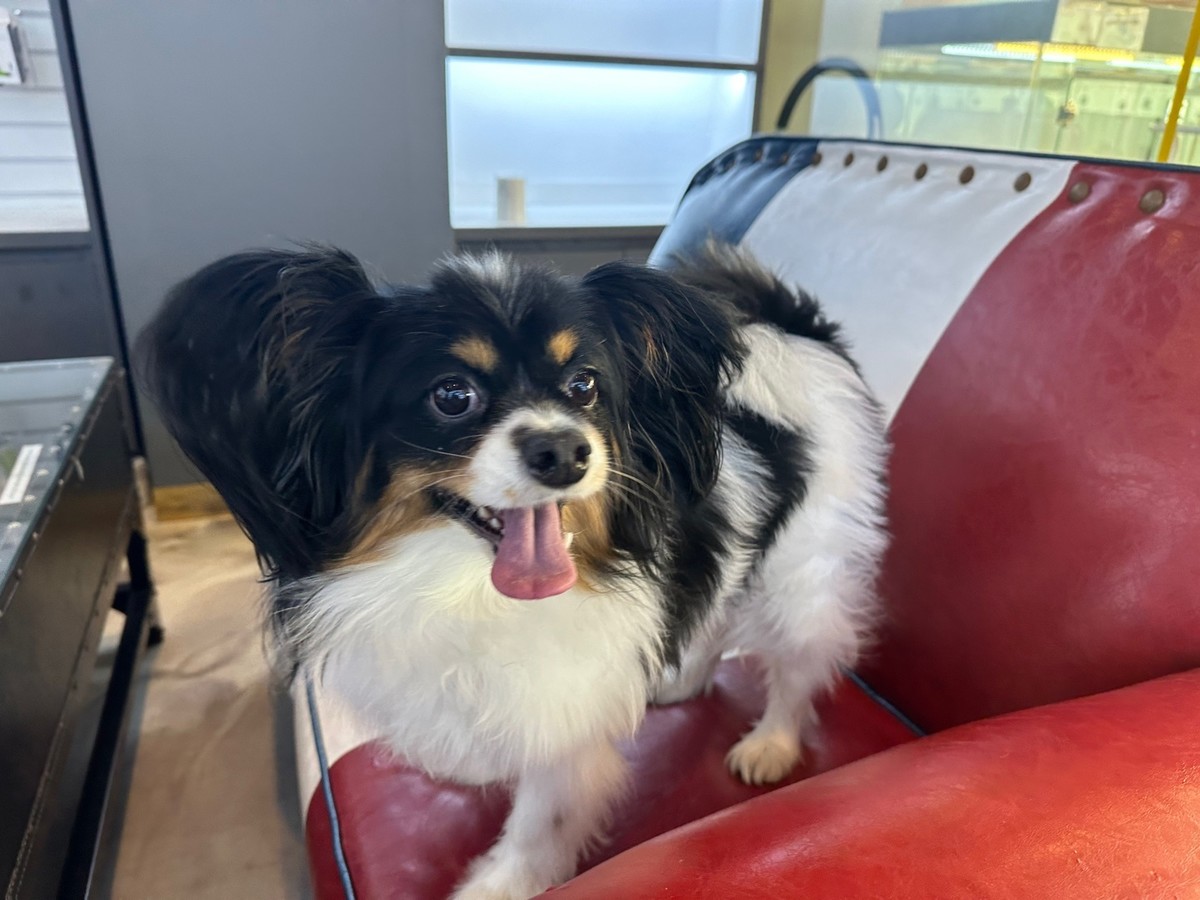 빠삐용 메이메이 폼스키크기 폼치크기 폼피츠크기 푸숑크기 노르웨이숲크기 데본렉스크기 뱅갈크기 샴크기 셀커크렉스크기 스핑크스크기 아메리칸숏헤어크기 아메리칸컬크기 아비시니안크기