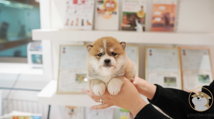 Haruna : Louismong | KCJ Certified Mameshiba & Shiba Inu Breeder