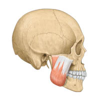 Head muscle (lateral, masseter) : INFOGRAPHY (인포그라피)