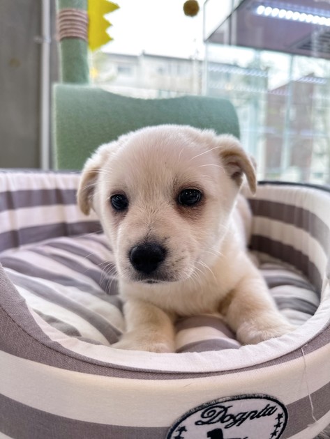 믹스견 따릉이 유기견입양 유기묘입양 강아지입양 소형견입양 중형견입양 대형견입양 말티즈입양 말티푸입양 비숑프리제입양 미니비숑프리제