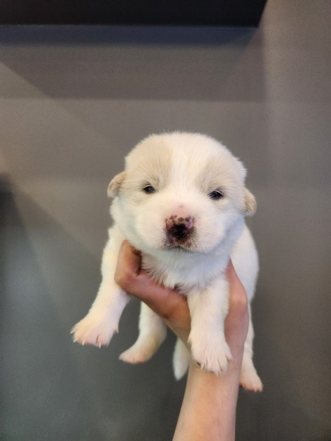 믹스견 설기 프렌치불독크기 빠삐용크기 파피용크기 사모예드크기 스피츠크기 시바견크기 시베리안허스키크기 시츄크기 요크셔테리어크기 웰시코기크기 이탈리아그레이하운드크기 치와와크기