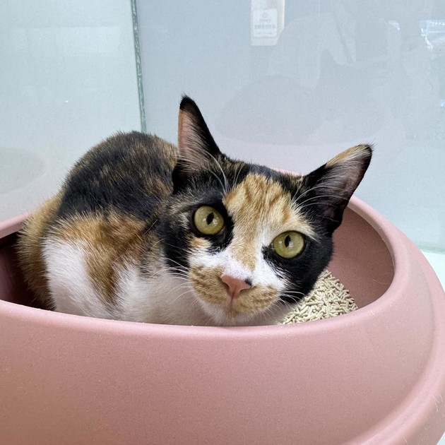 코리안숏헤어 장해순 엑조틱크기 터키시앙고라크기 페르시안크기 하이랜드폴드크기 애완견크기 반려견크기 소형견무료입양사이트 중형견무료입양사이트 대형견무료입양사이트 미니비숑프리제무료