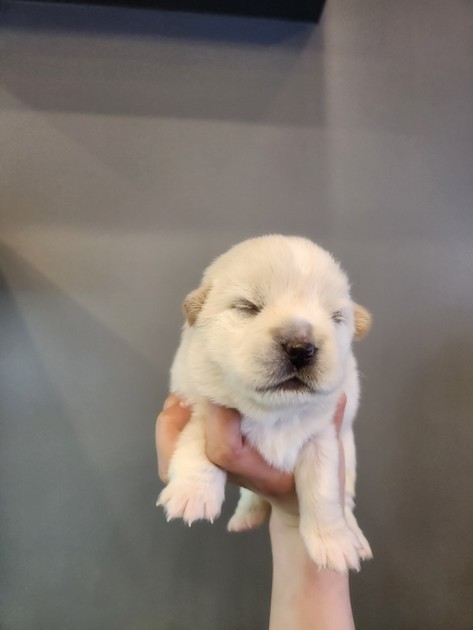 믹스견 절기 폼스키크기 폼치크기 폼피츠크기 푸숑크기 노르웨이숲크기 데본렉스크기 뱅갈크기 샴크기 셀커크렉스크기 스핑크스크기 아메리칸숏헤어크기 아메리칸컬크기 아비시니안크기