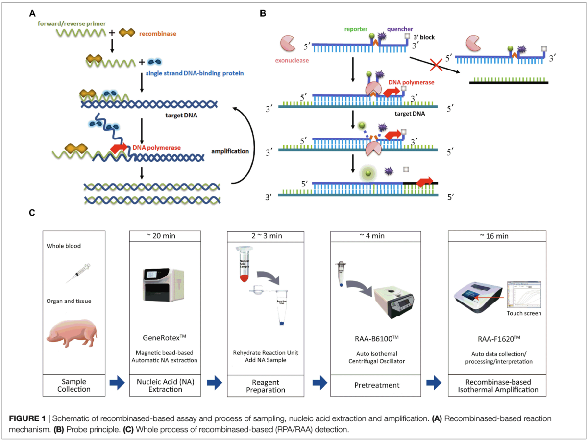 Clinical Validation of Two Recombinase-Based Isothermal Amplification ...