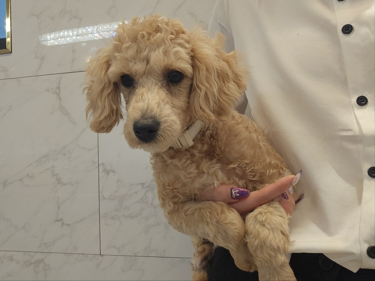 푸들 헤리 이탈리아그레이하운드입양 치와와입양 폼스키입양 폼치입양 폼피츠입양 푸숑입양 고양이입양 랙돌입양 러시안블루입양 먼치킨입양 브리티쉬숏헤어입양 노르웨이숲입양 뱅갈입양